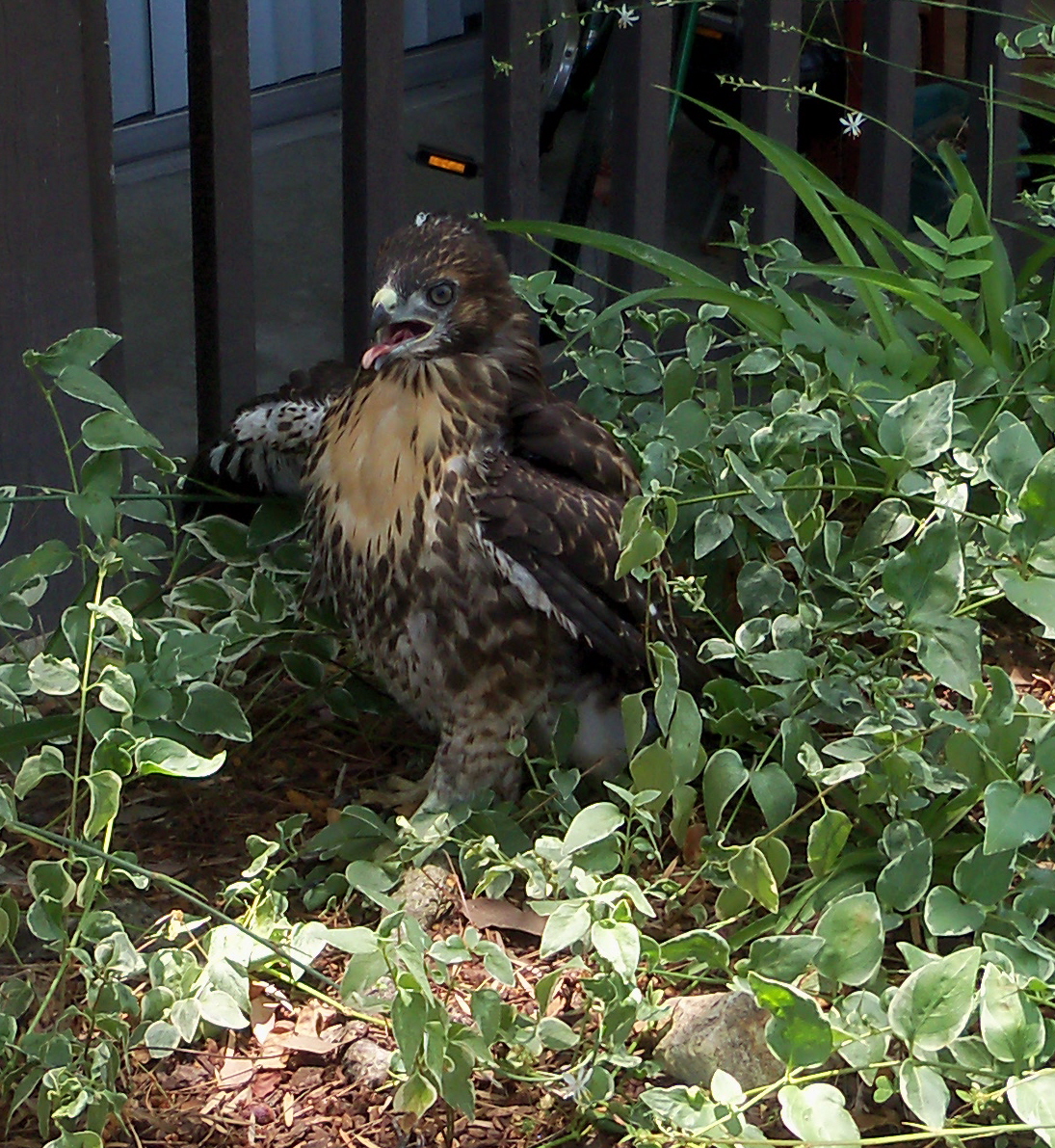 History, Los Angeles County: Fledgling Red Tail Hawk