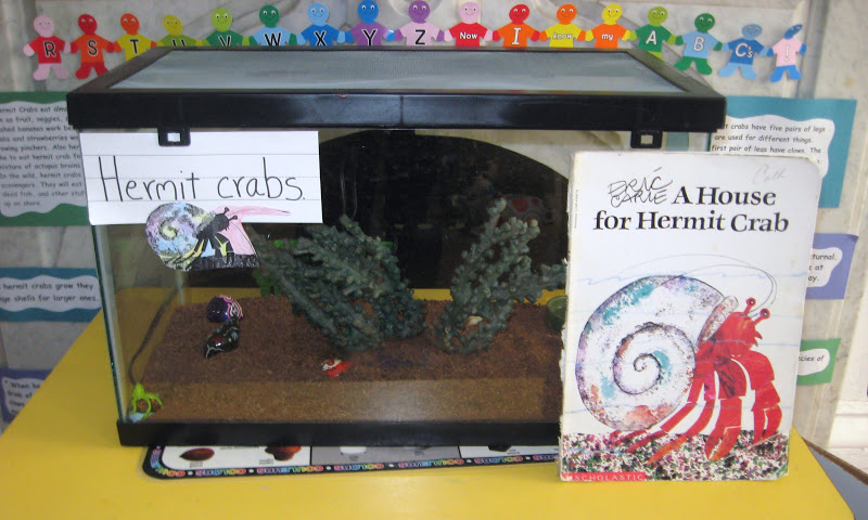 My Catch A Star Classroom!: Hermit Crabs
