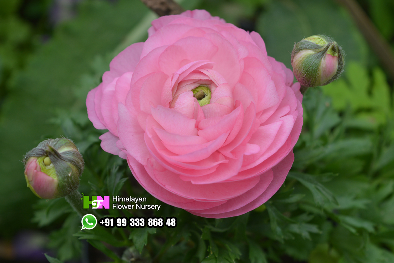 Himalayan Flower Nursery: Ranunculus bulbs or tubers