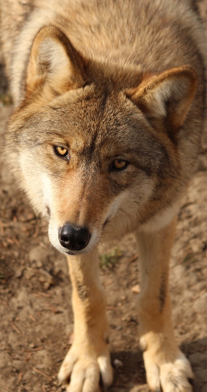 Cute wolf - About Wild Animals