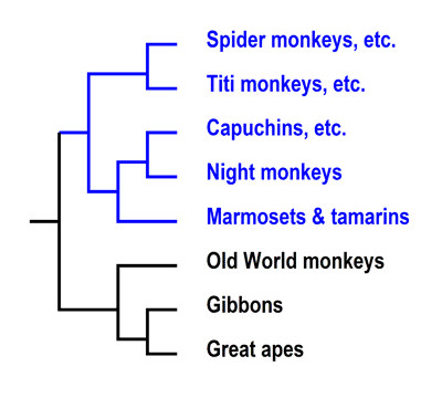 Ape Cladogram