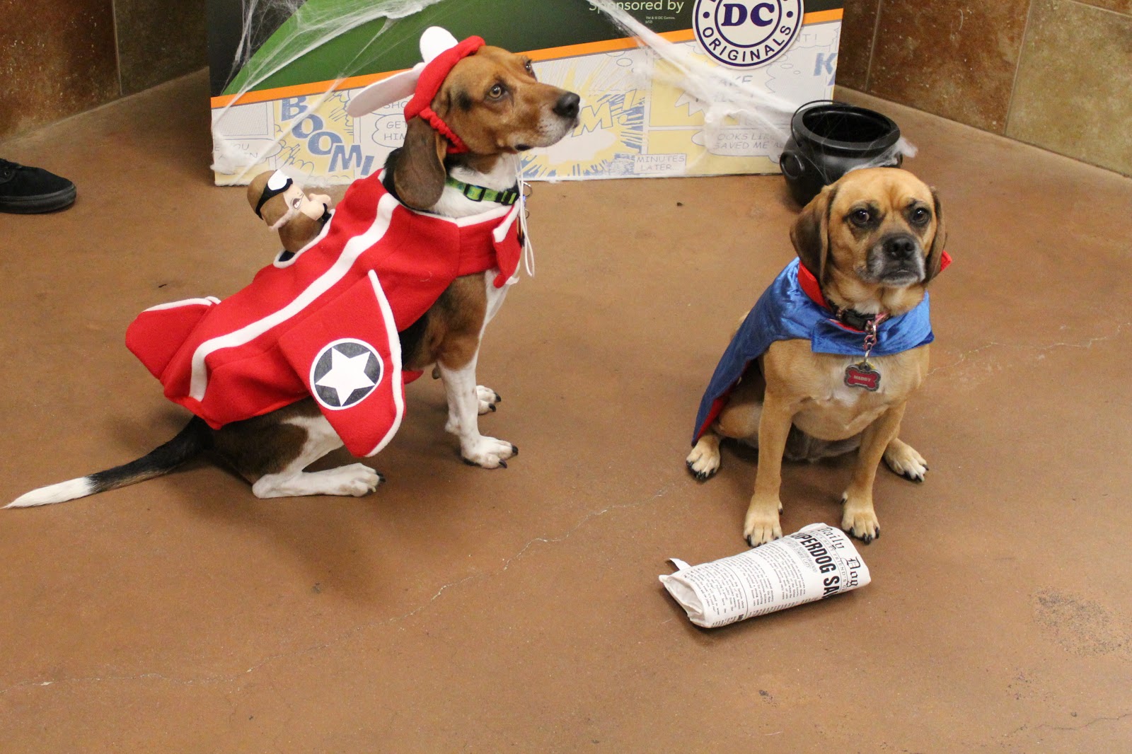 The Adventures of Maddy the Puggle & Owen the Beagle: I am the Champion!