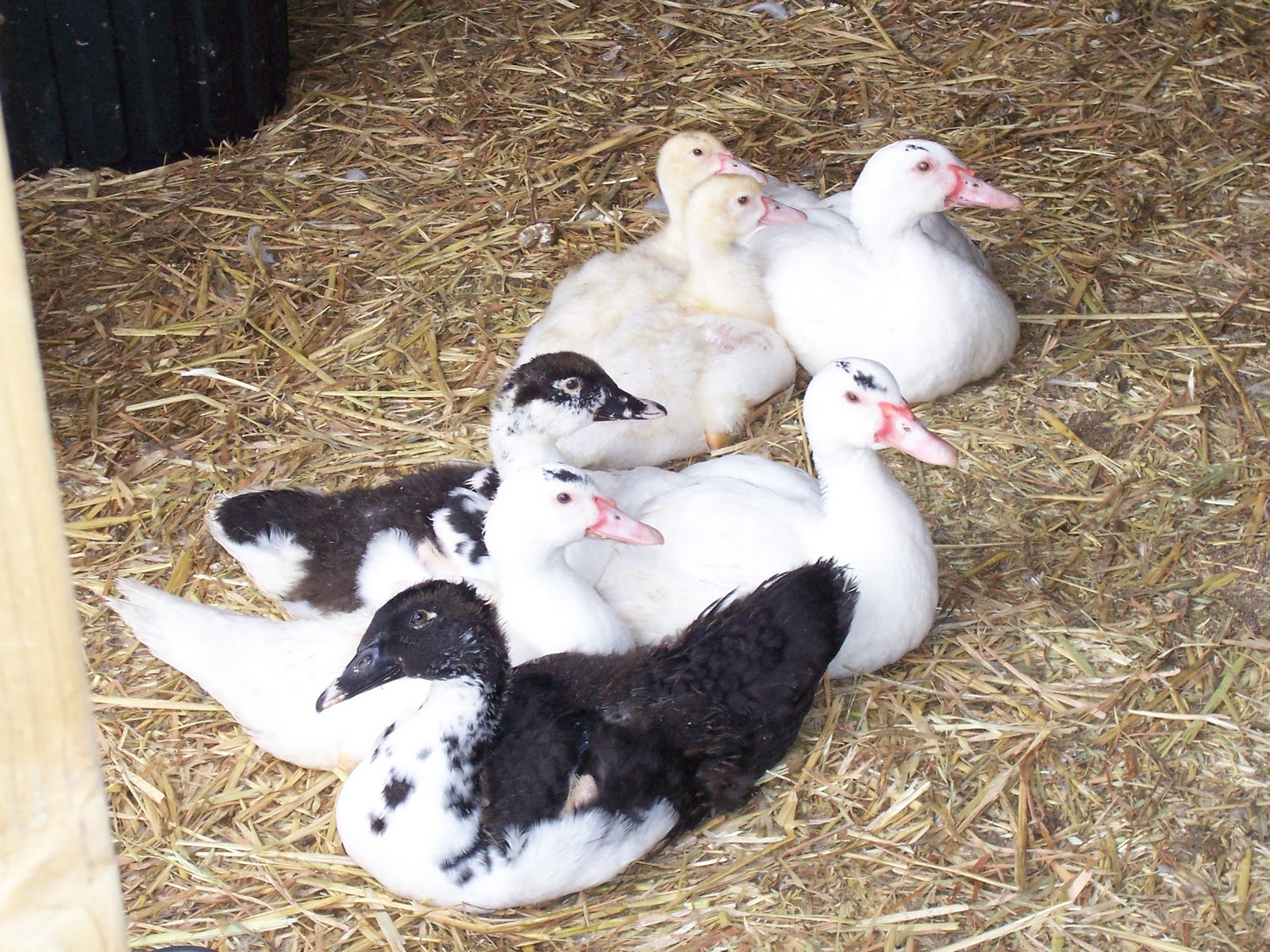 Pretending to Farm: Love a (Muscovy) Duck