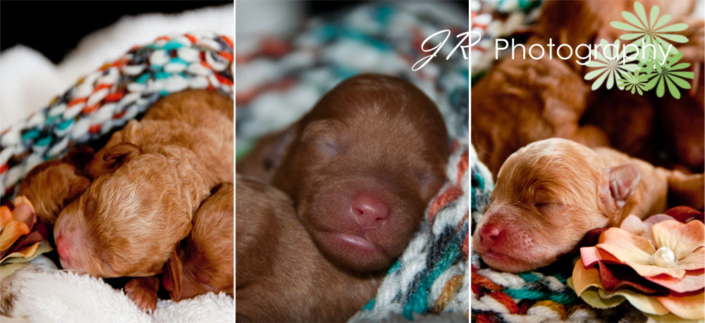 JR Photography: Newborn Puppies