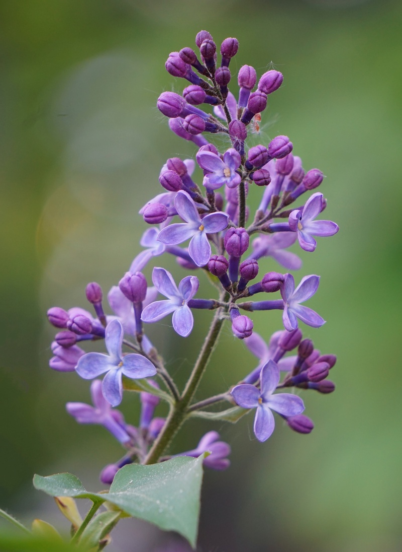 Lumo Lifestyle: Syreenisiirappi