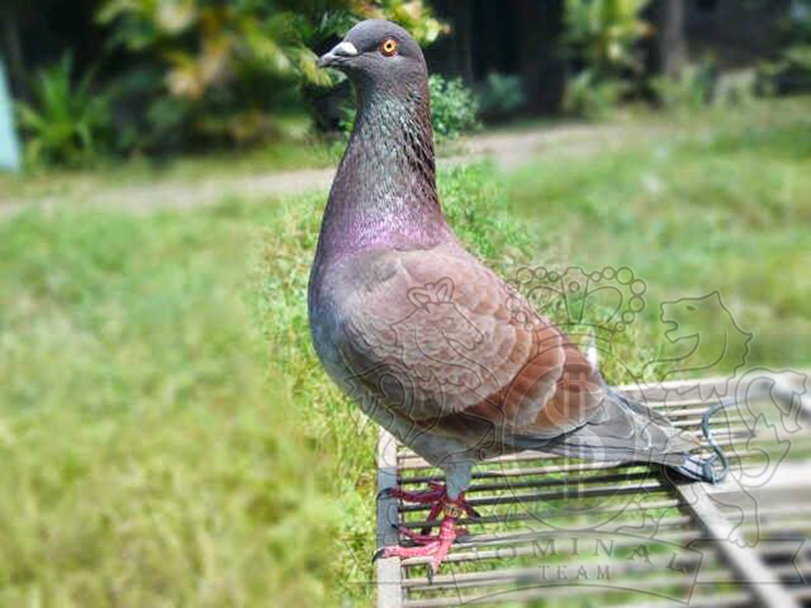 NOMINAL TEAM Merpati Balap BIRD FARM