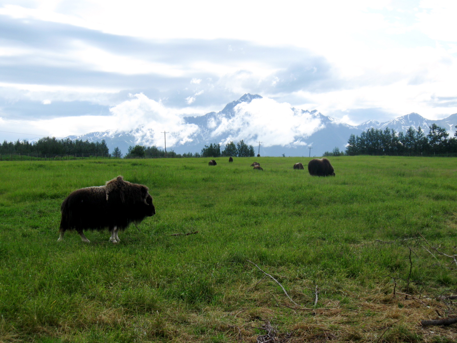 The Jay and Amanda Chronicles: Vermont to Alaska: Musk Ox Farm