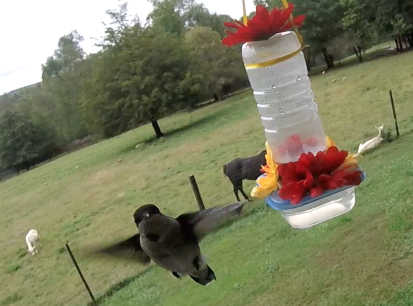 Aloha Windmill Farms: Help Them Get Out of Town!