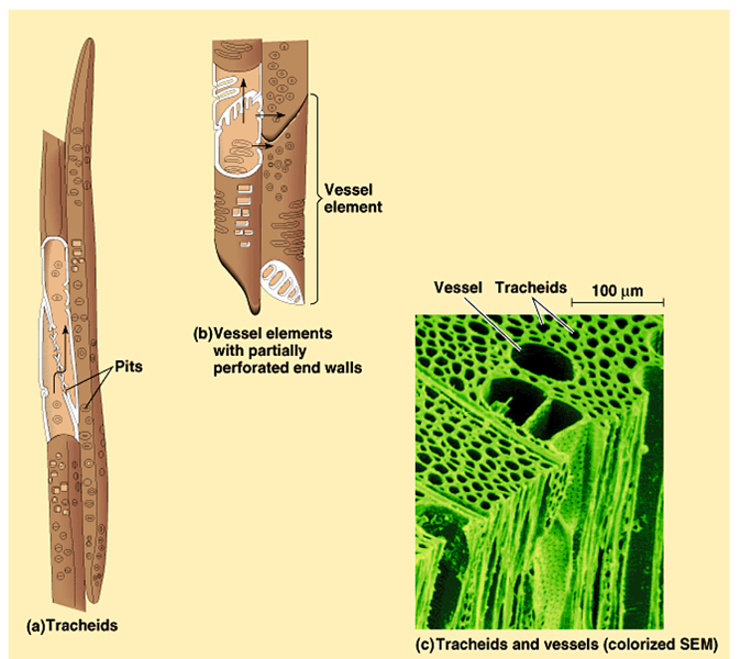 my life in biology: JARINGAN PENGANGKUT