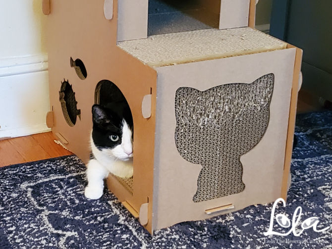 How I "Catified" My Small, Rented Apartment | Lola The Rescued Cat