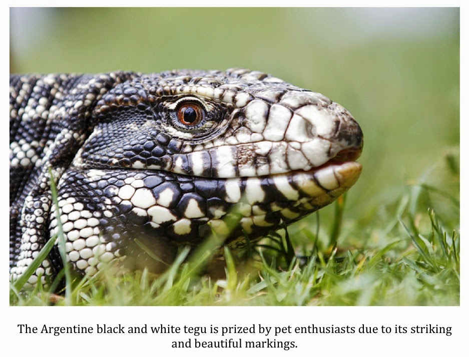 Texas Cryptid Hunter: Another Invasive Reptile Threatening Florida