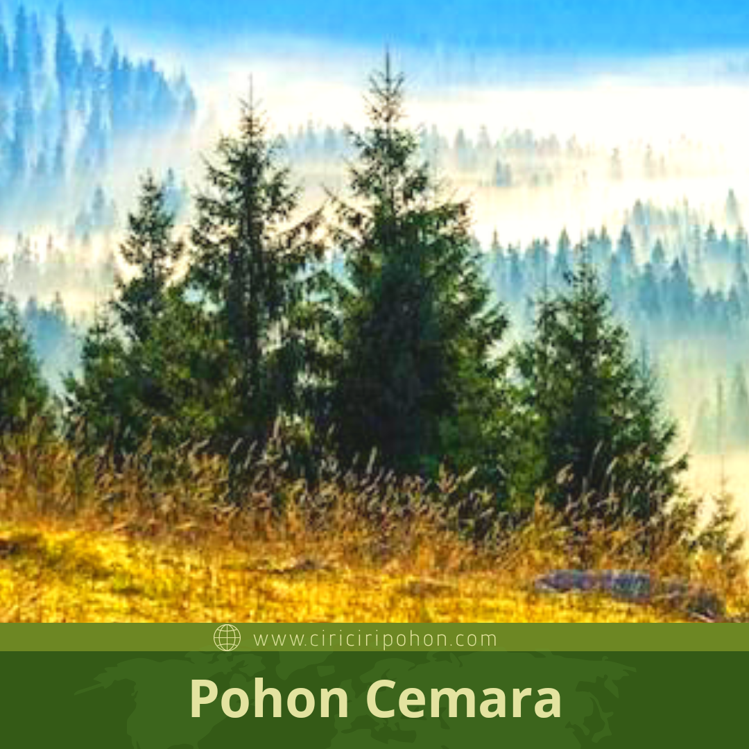 6 Perbedaan Pohon Pinus dan Pohon Cemara yang Harus Diketahui - Ciriciripohon.com