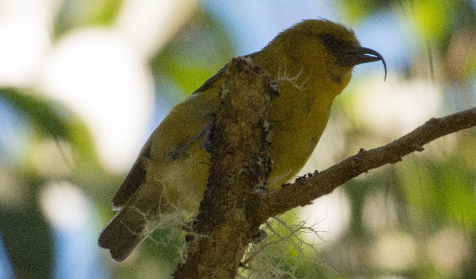 Writers Who Kill: 10 Similarities Between Birding and Writing