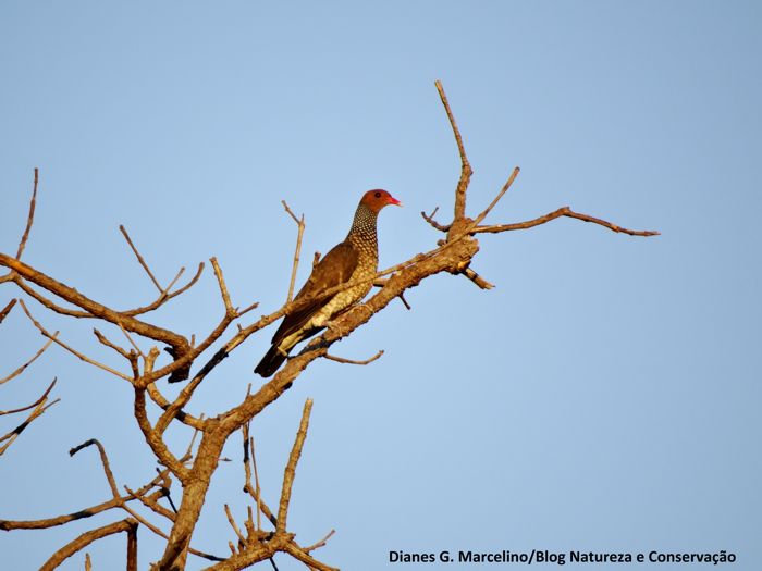 Pombas do Brasil: conheça a pomba-trocal: Patagioenas speciosa ...
