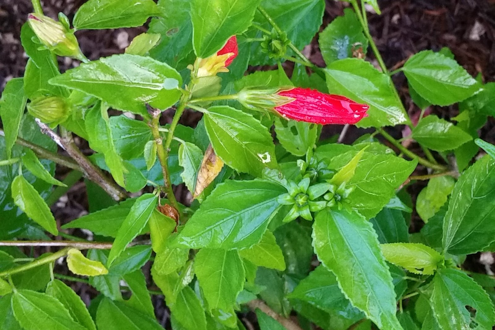 My North Florida Plants: Turk's Cap