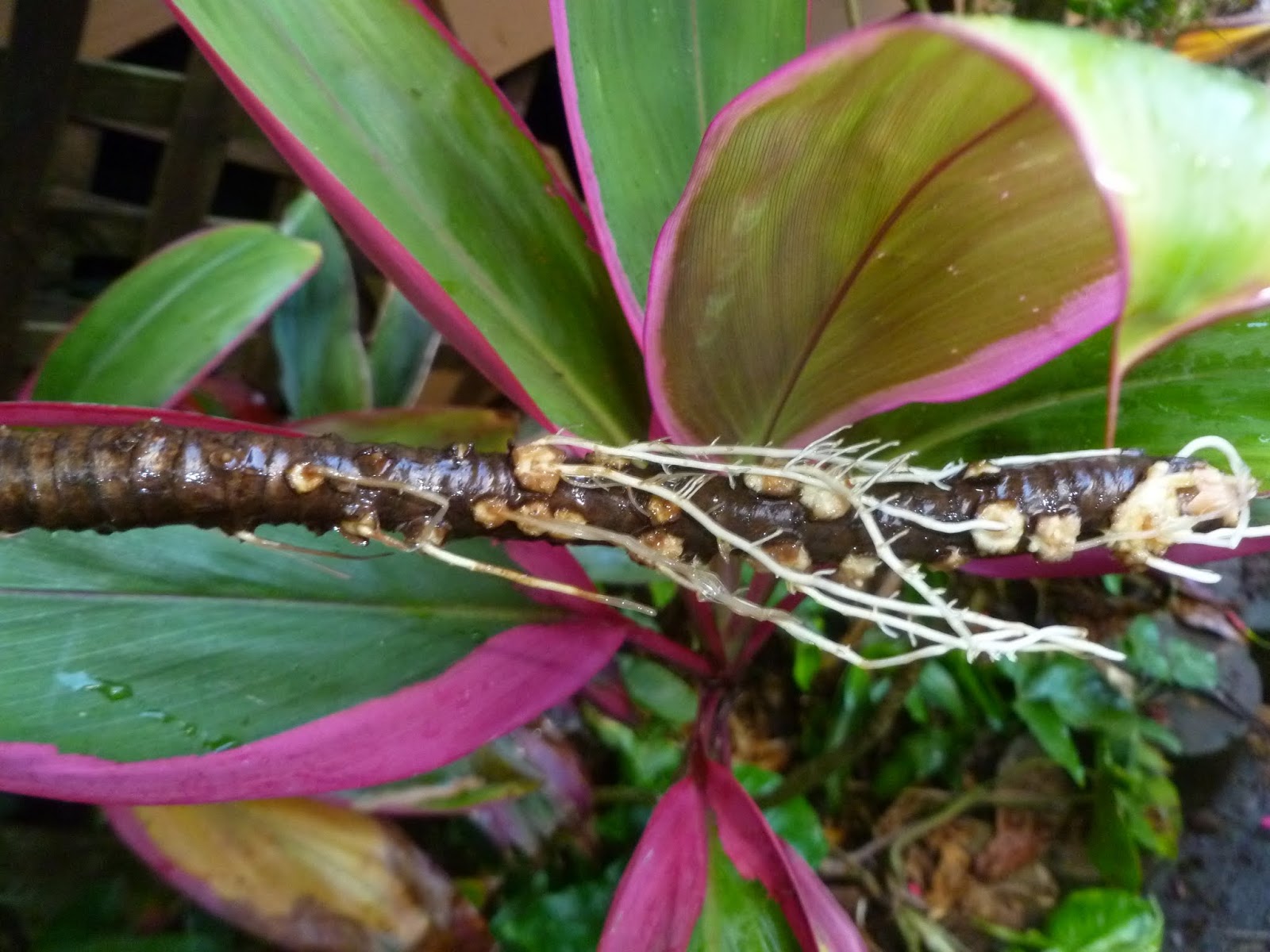 Maui Jungalow: Roots Photos: Home is Where Your Roots Are