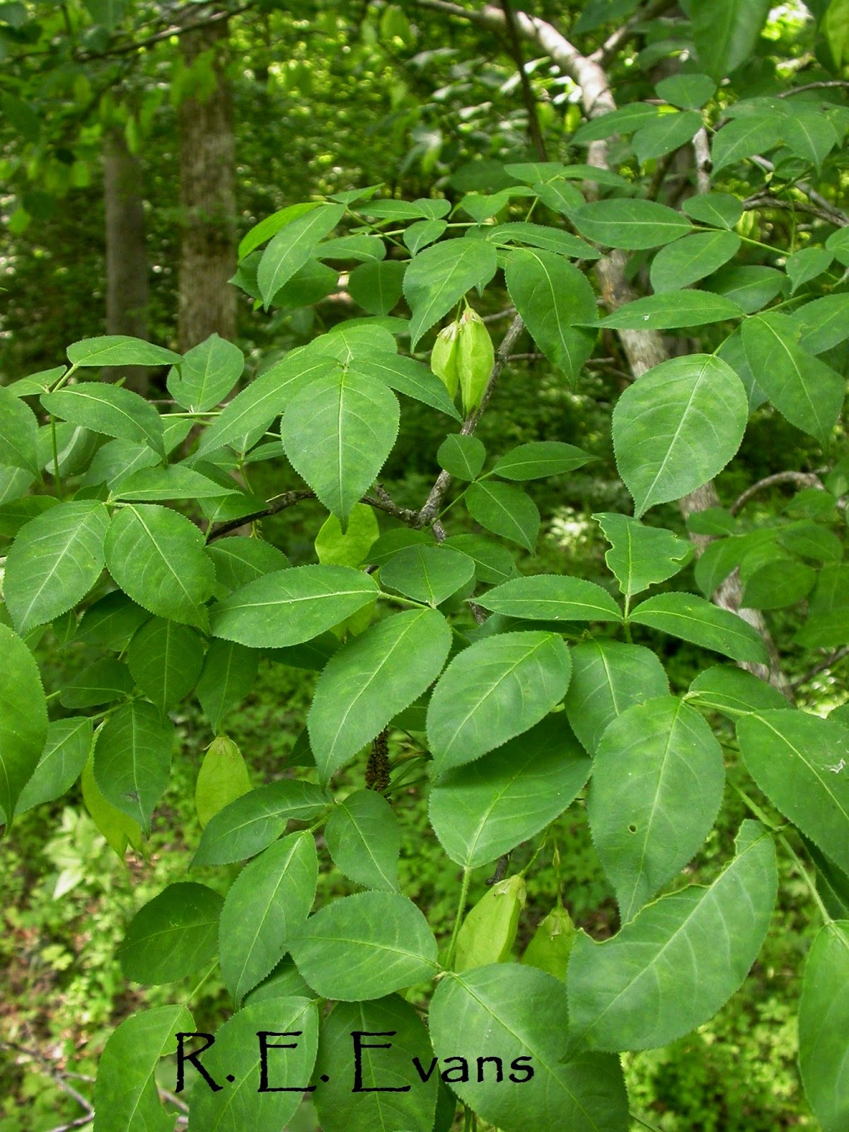 NC Plant Conservation & Beyond: American Bladdernut (Staphylea trifolia)