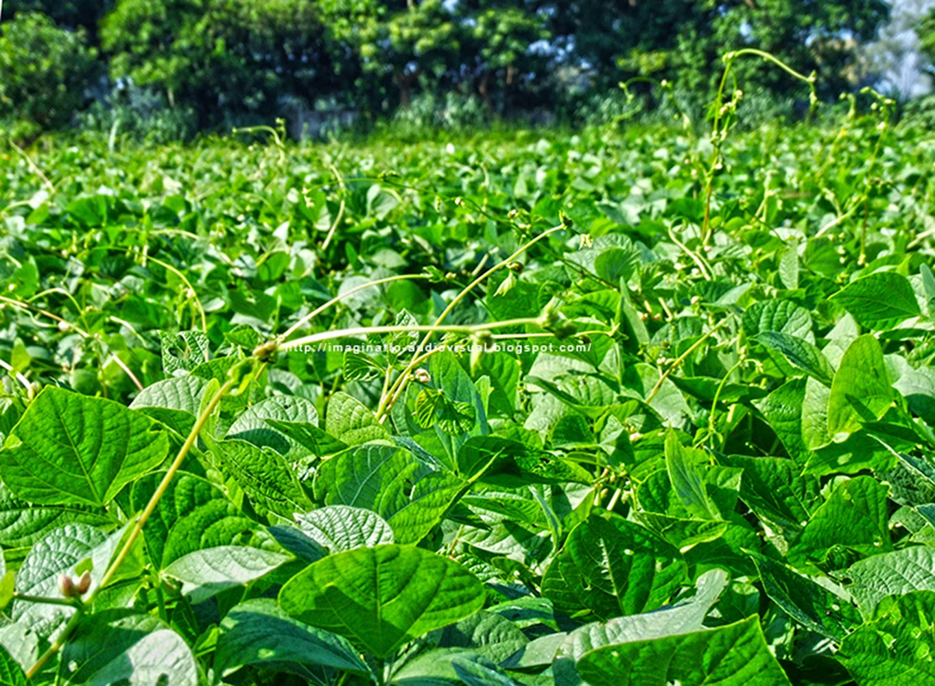 Cultivo de frijol - Snapshots of the past