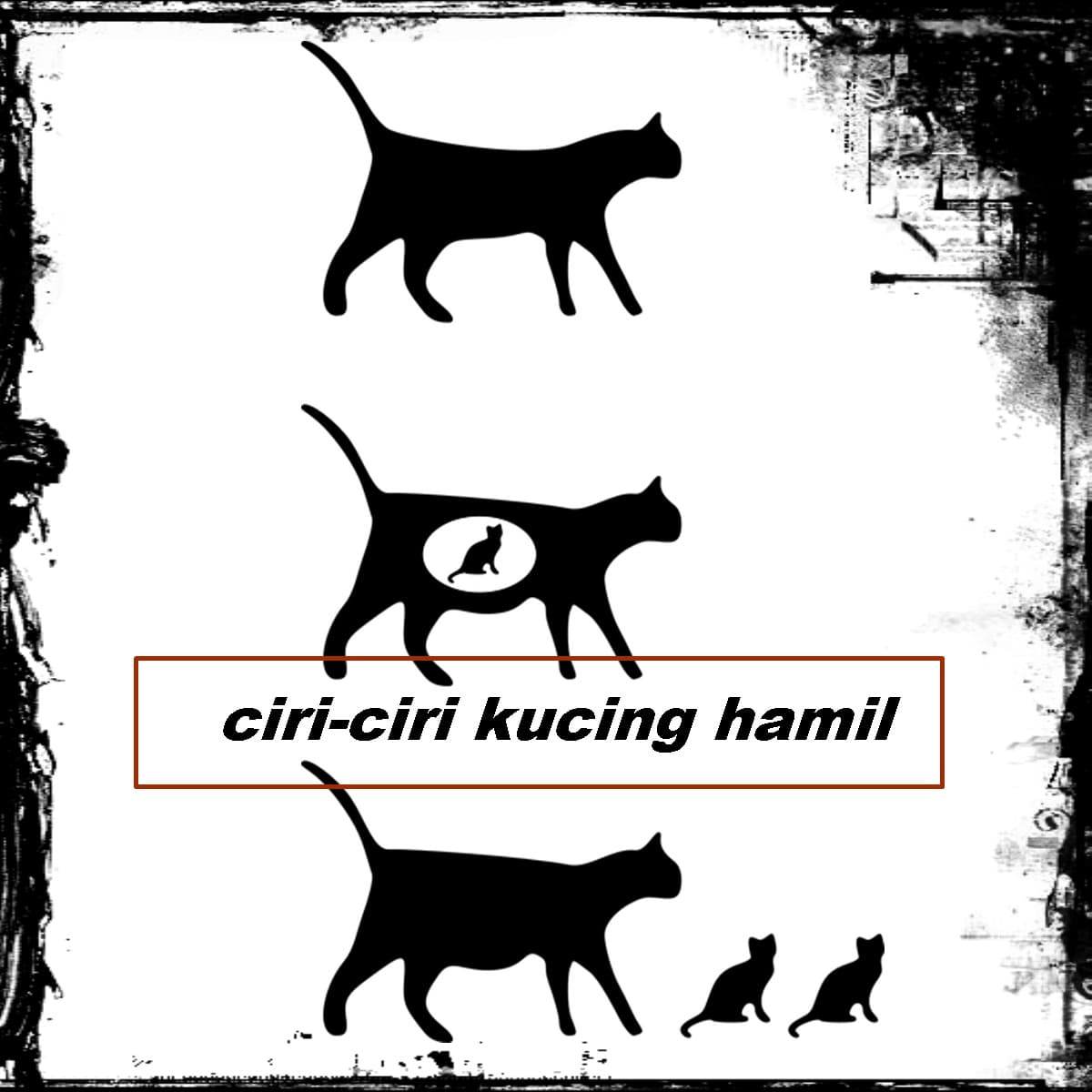 Ini Loh! 4+ Ciri-ciri Kucing Hamil Mulai dari Sifat dan Perilakunya ...