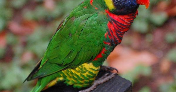 Mengenal Keindahan Burung Perkici Pelangi - blogzombie