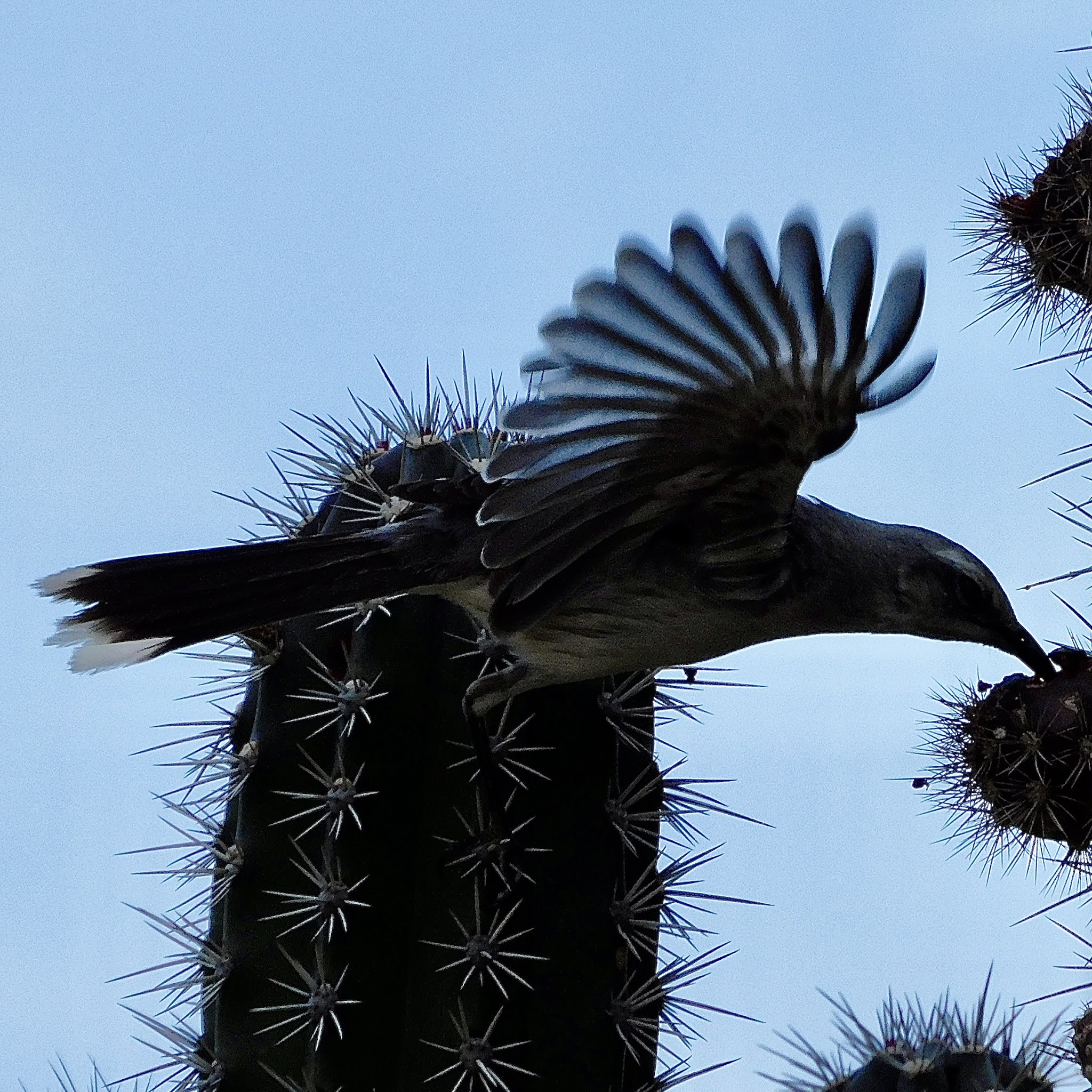 Hiking Curaçao - Flora and Fauna: Chuchubi and cactus fruit ...