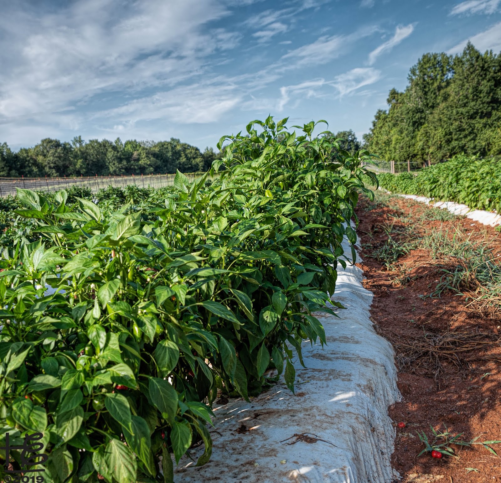 Regeneration in ACTION: When students are first, healthy food naturally ...