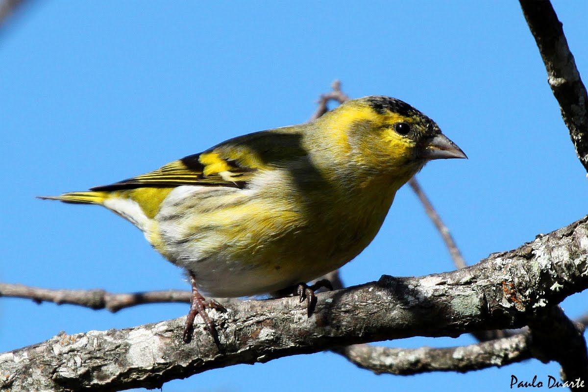 A arte de debicar: Lugre ou Pintassilgo-do-Norte