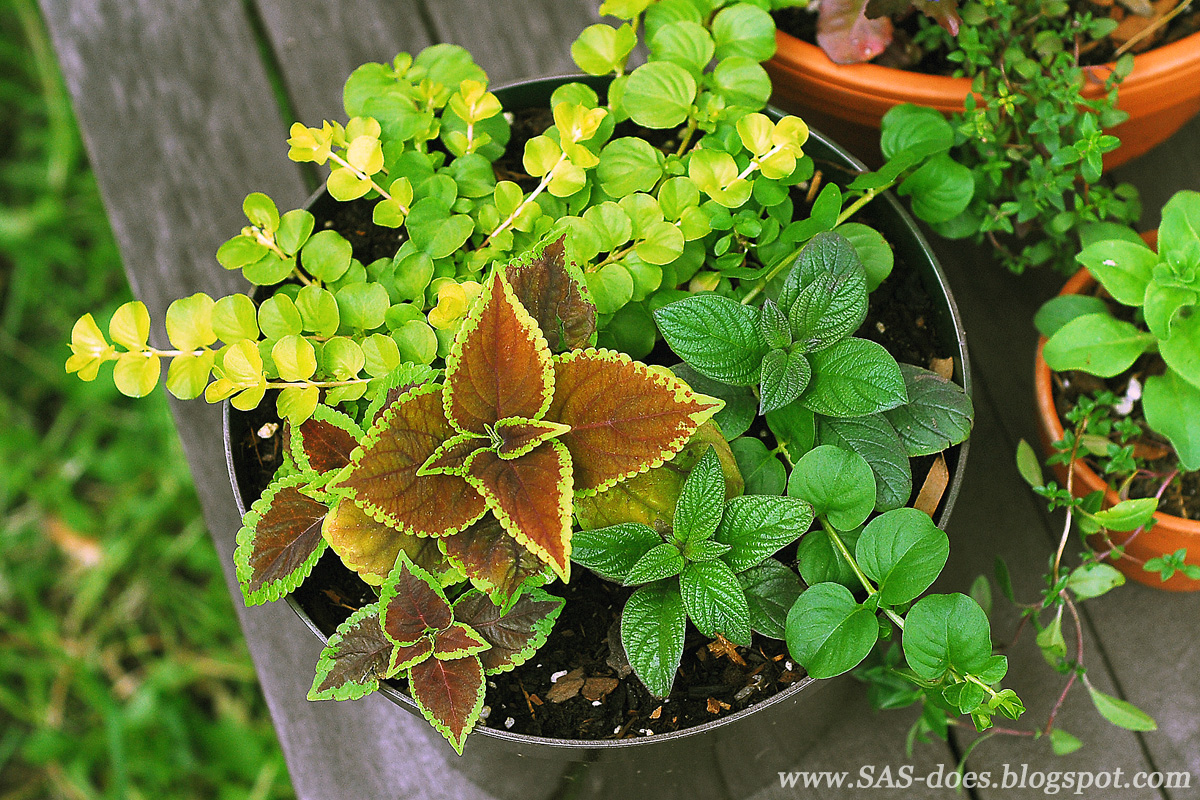 Green container | SAS does ...: Green container