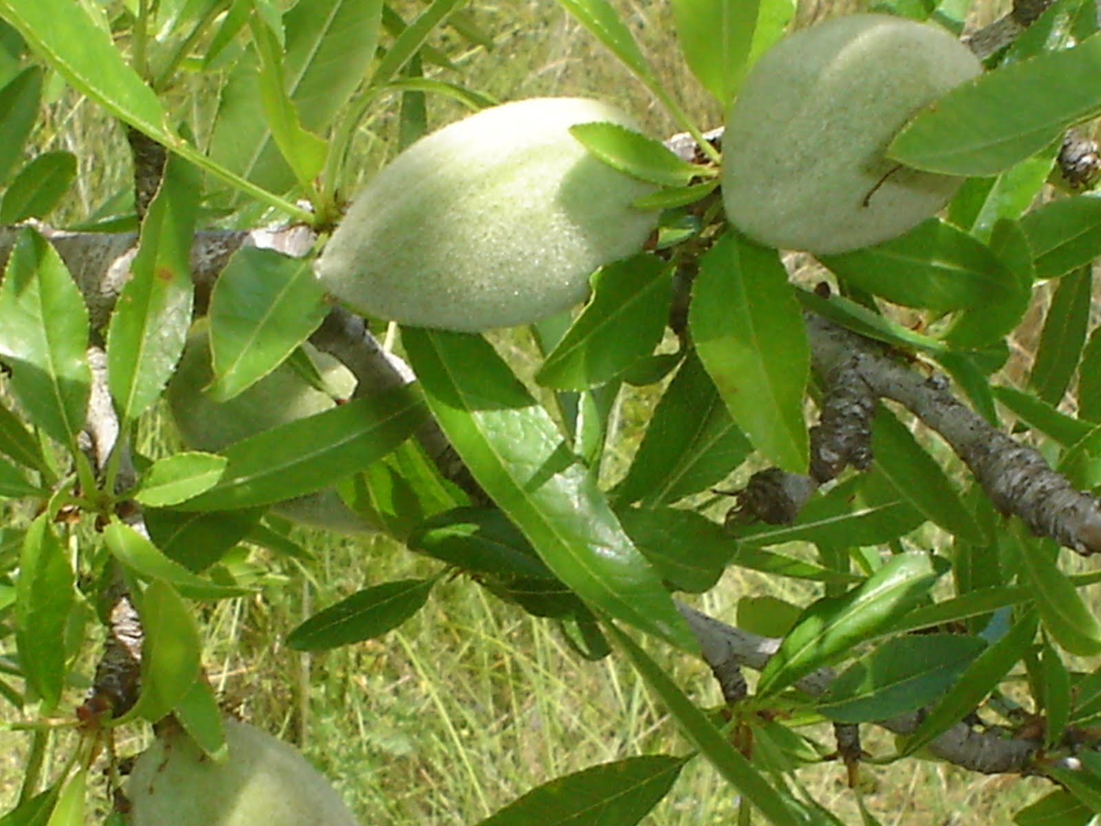 Que fas, Vicent?.: 2011