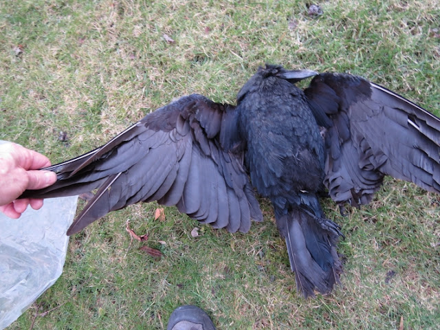 Raptor Persecution Scotland: Dead Raven