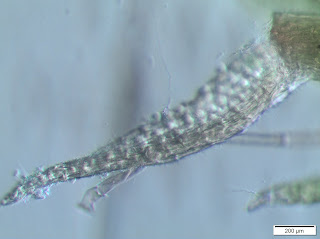 Welcome to the big world of tiny organisms: Species #15: Tangled Thread ...