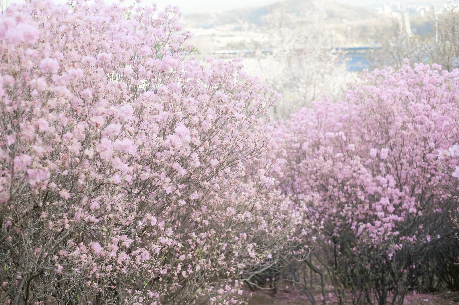 Bucheon Wonmisan Azalea Festival - 원미산 진달래 축제 - Mini en Monde