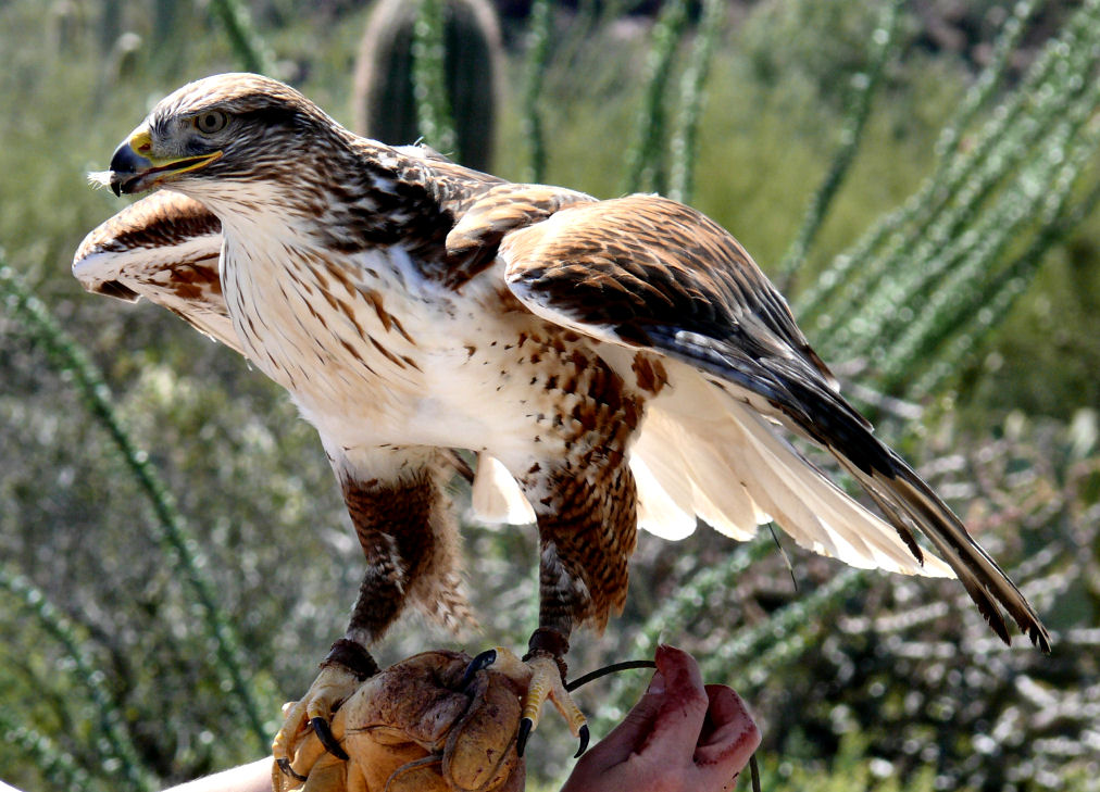 All Wallpapers: Ferruginous Hawk Pictures