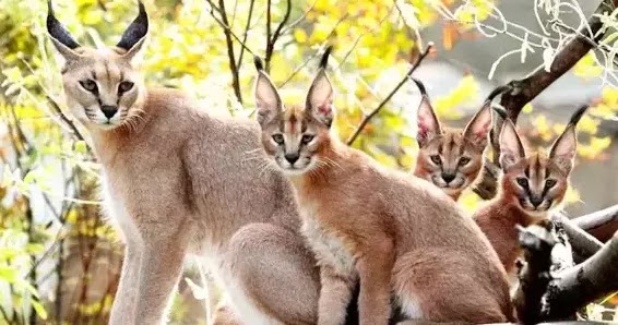 Kucing Caracal, Kucing Liar Afrika Berharga Mahal -> Rp. 200jt ...