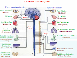 pharmacology: CHOLINERGIC DRUGS