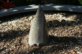 EL RINCON DE UN JARDIN: LA FLOR MÁS APESTOSA FLORECE: Amorphophallus ...