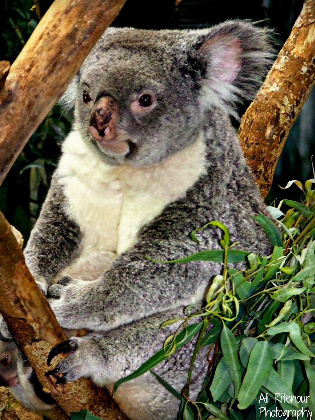 Ali Ritenour Photography: Zoo Animals