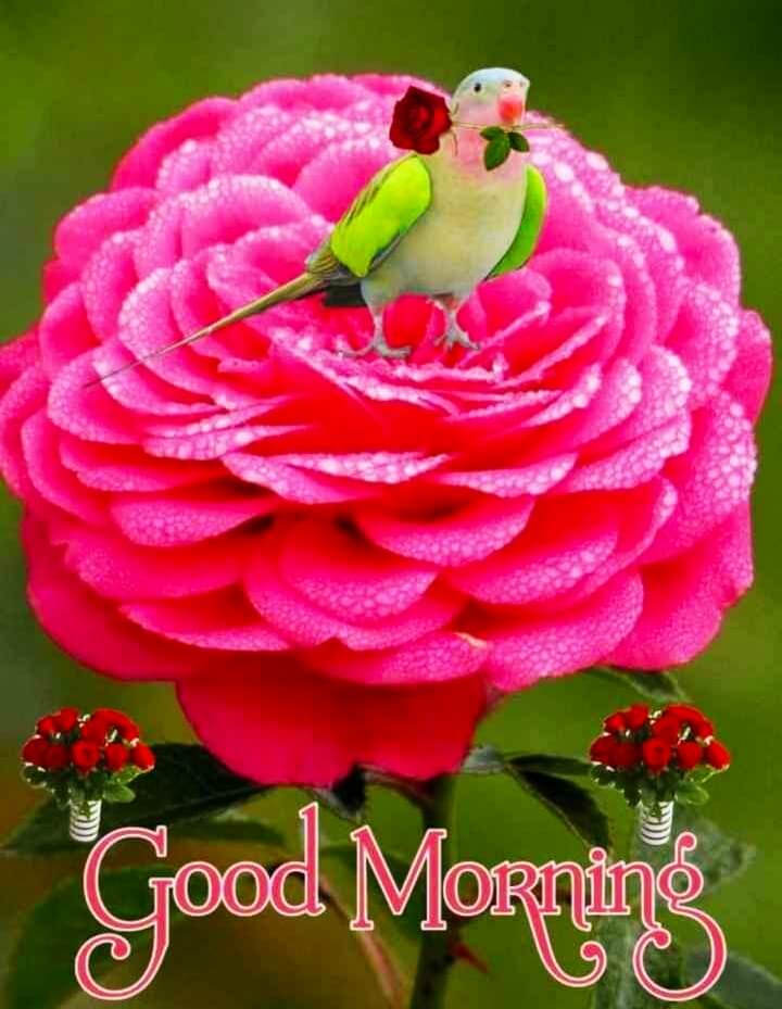 35+ Best Good Morning Images Free Download For Whatsapp HD Download ...