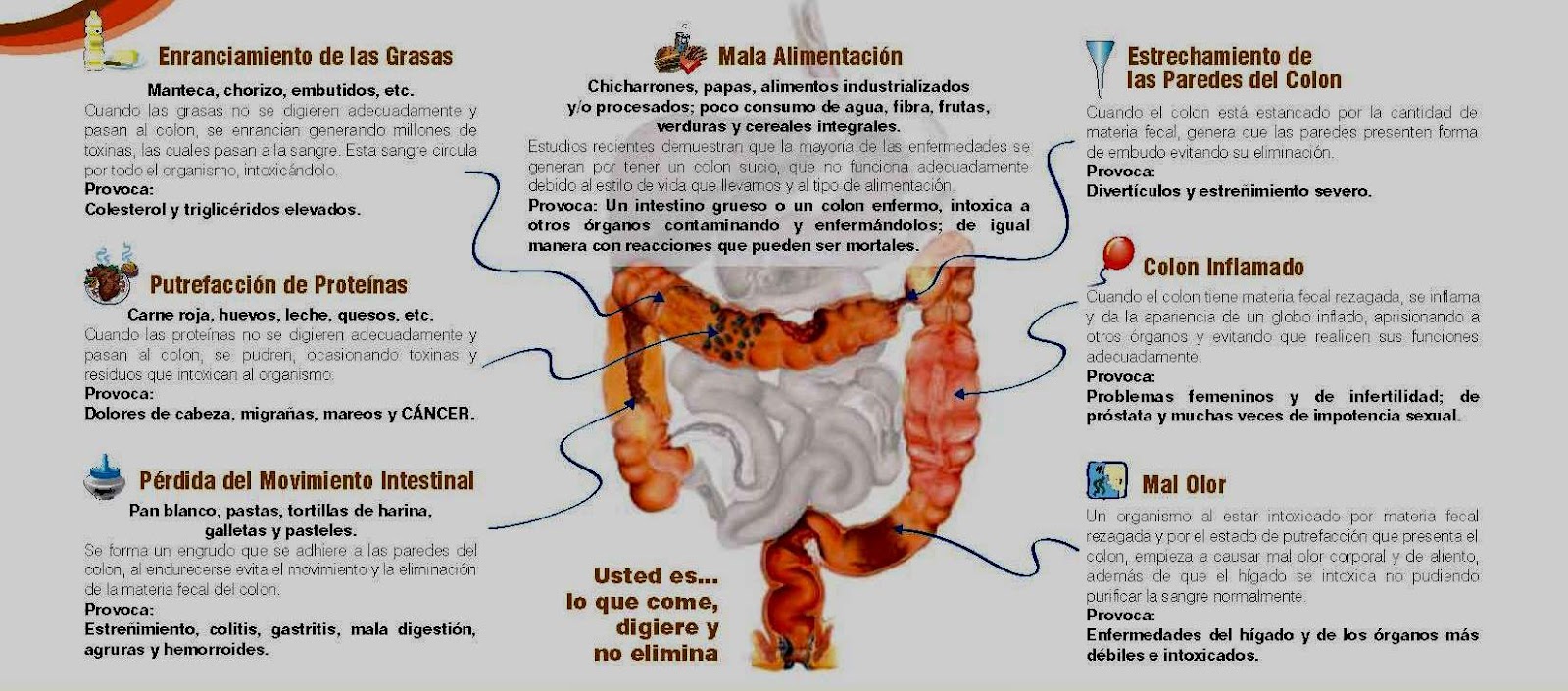 LA CORRECTA ALIMENTACIÓN PARA UN COLON SALUDABLE Y UNA VIDA SANA