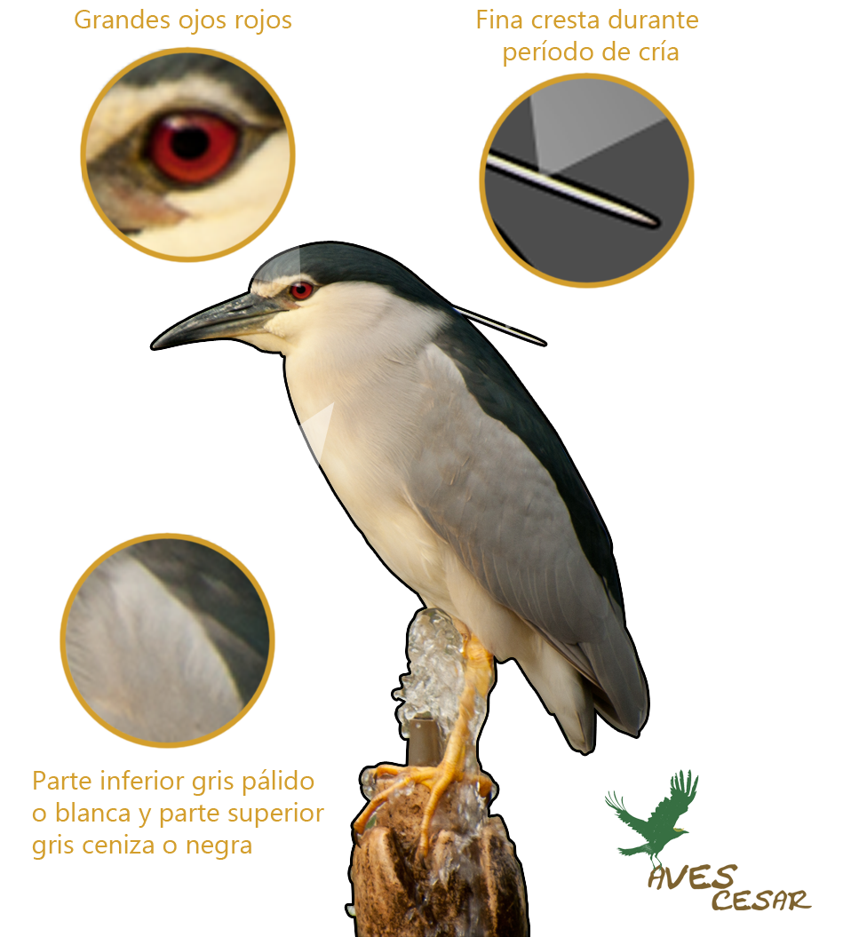 MARTINETE COMÚN (Nycticorax nycticorax): AVES CESAR
