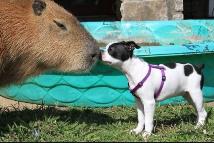 Did you know which is the most sympathetic animal in Nature? Learn Now