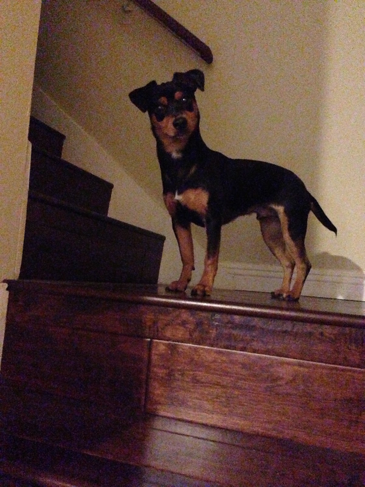 Owning A Doxiepin Dog Is Like Owning A Dachshund Dog ~ Anze the ...