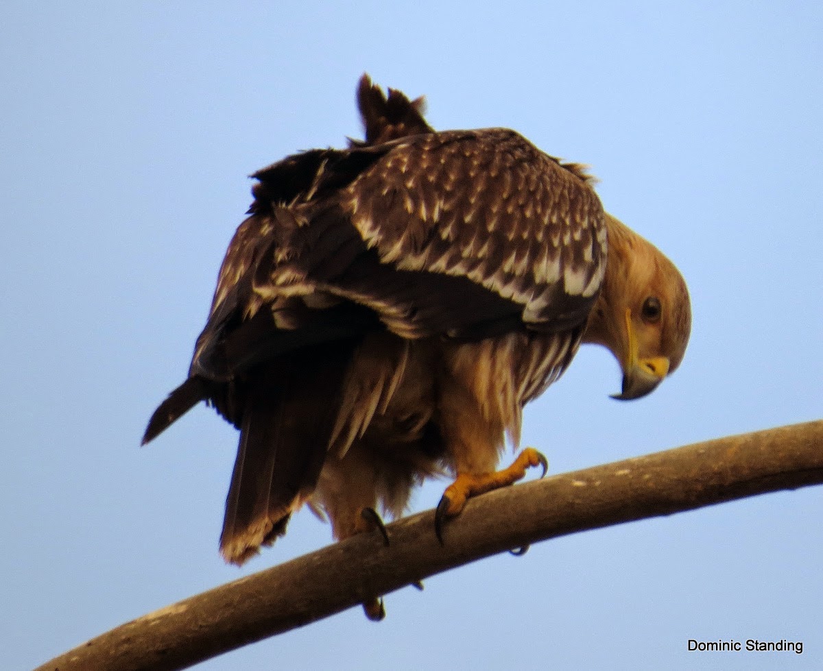 Dominic's Field Photos: Eastern Imperial Eagle