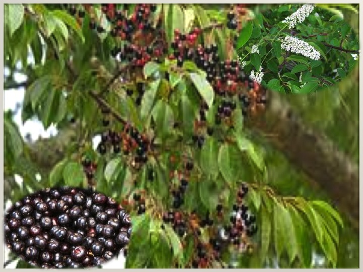 PAPÁBETO y CUCÚ: FRUTAS 05 FRUTAS MEXICANAS: Postres prehispánicos