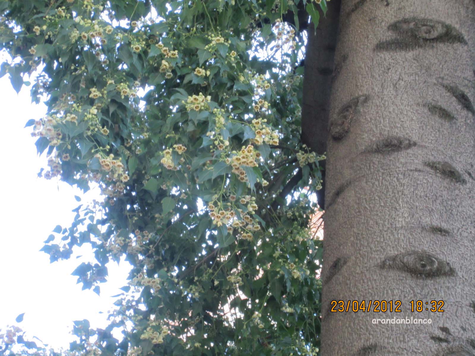 elarbolmiamigo-encinarosa: Brachichito / Brachychiton populneus ...