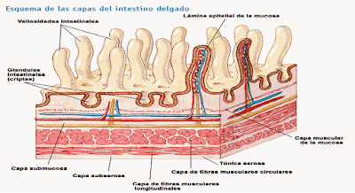 FISIOLOGIA Y VIDA: SISTEMA DIGESTIVO UNIDAD III
