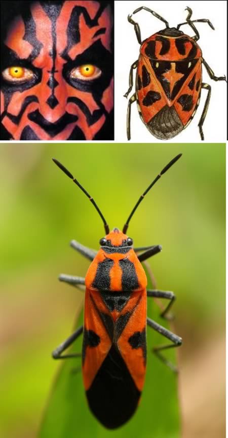 Extremely great weird looking insects - twenty ranking