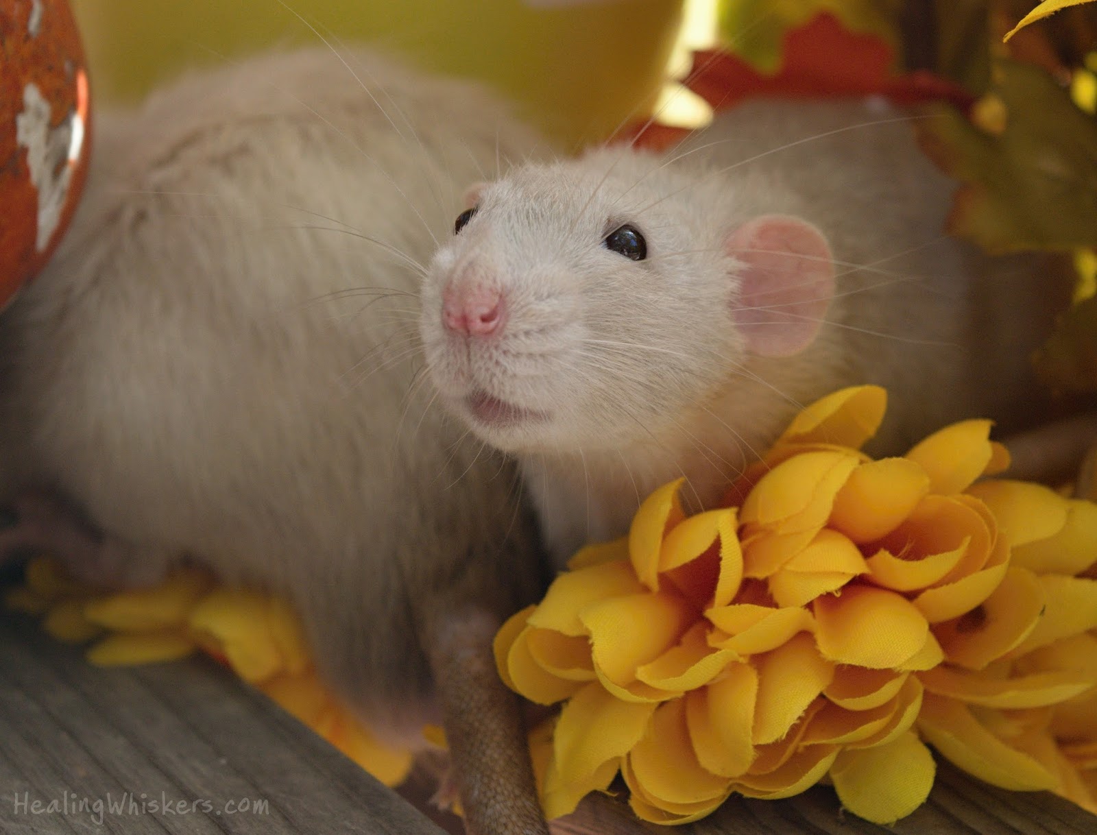 Healing Whiskers: Therapy Animal Workshop & a Trunk or Treat!