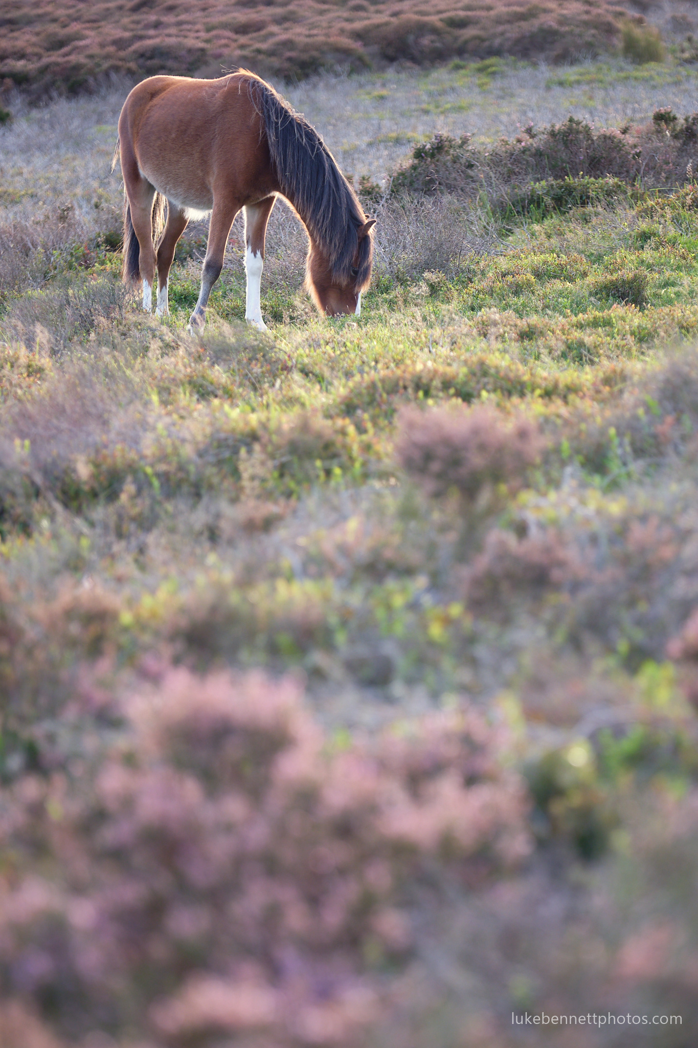 Wild Welsh Ponies on the Long Mynd, Shropshire