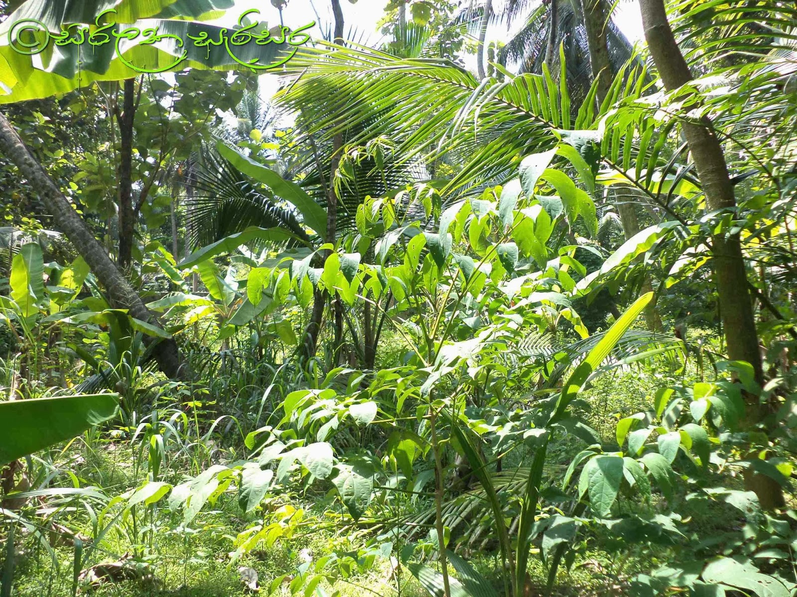 Trees and Plants of Sri Lanka: තොටිල - Thotila - Totila - Oroxylum indicum